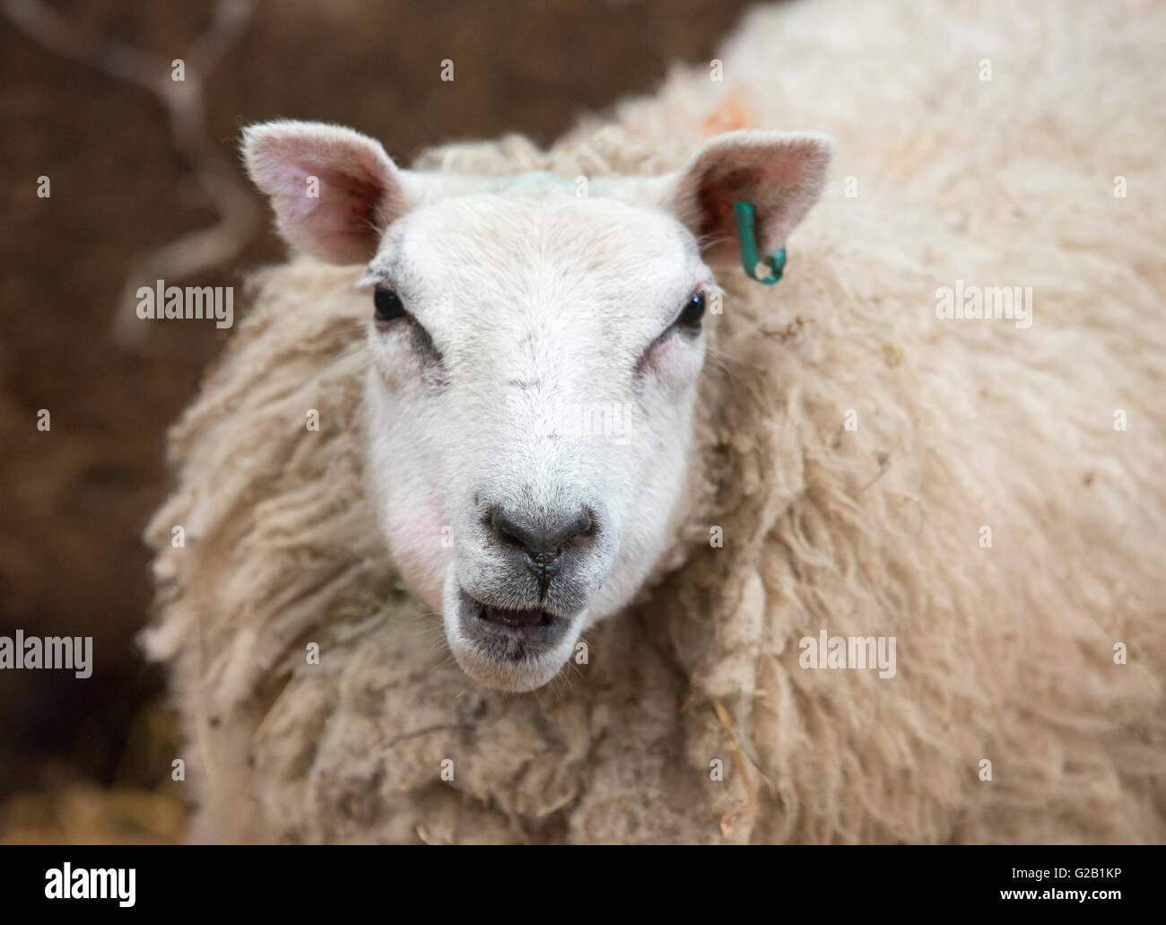 Close up sheep hi-res stock photography and images - Alamy