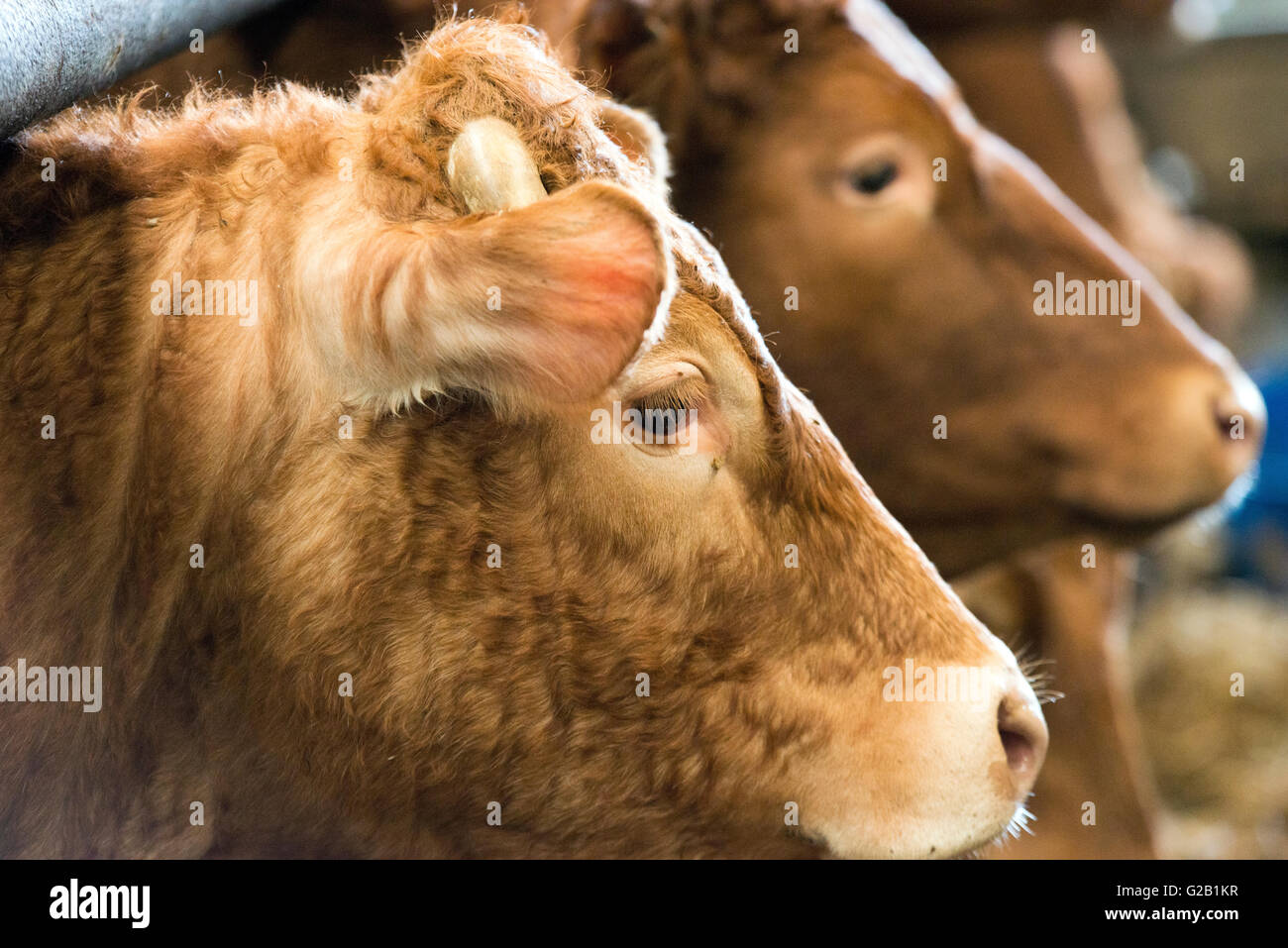 Portrait of Limousin Cows in a barn in Derbyshire, England UK Stock ...