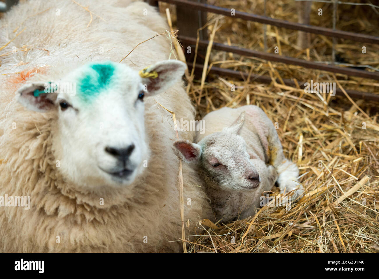 Newborn lamb inside barn in hi-res stock photography and images - Alamy