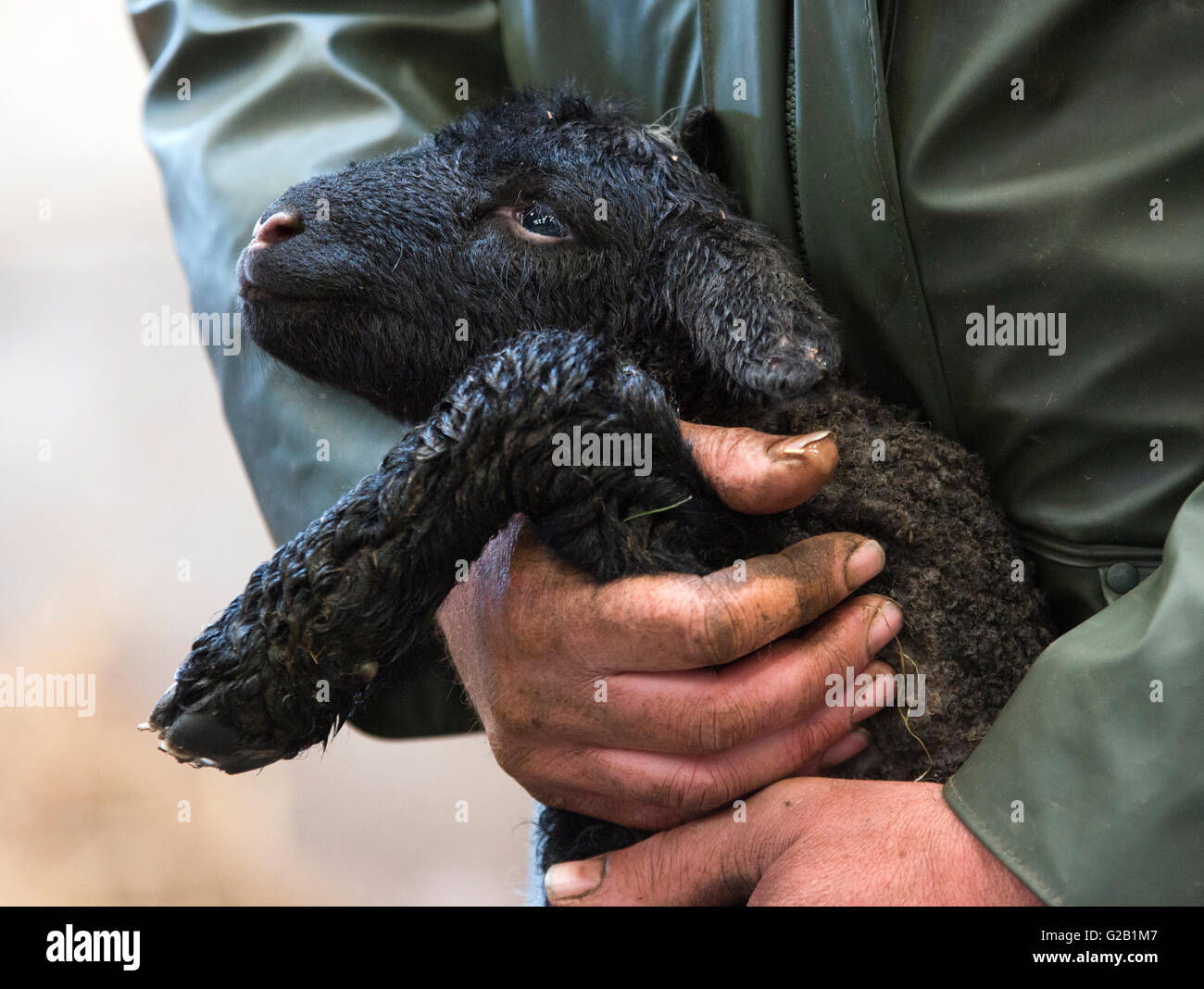 Farmer carrying a newborn lamb, on a farm in Derbyshire England UK ...