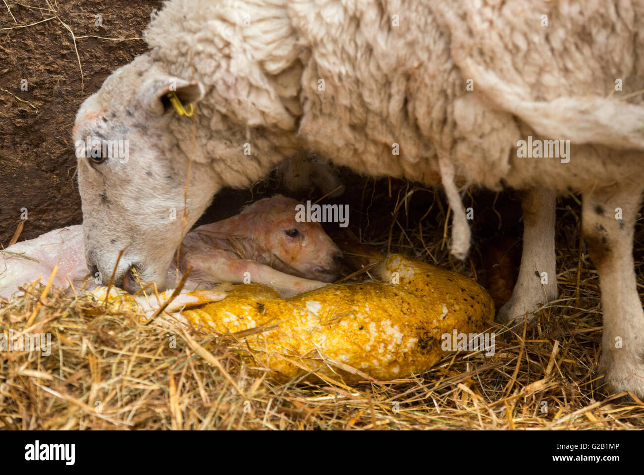 Ewe licking a lamb hi-res stock photography and images - Alamy
