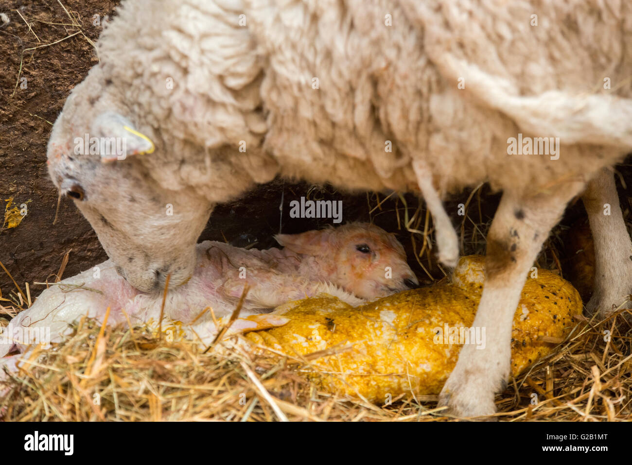 A sheep cleaning her newborn lambs, inside a barn in Derbyshire England ...