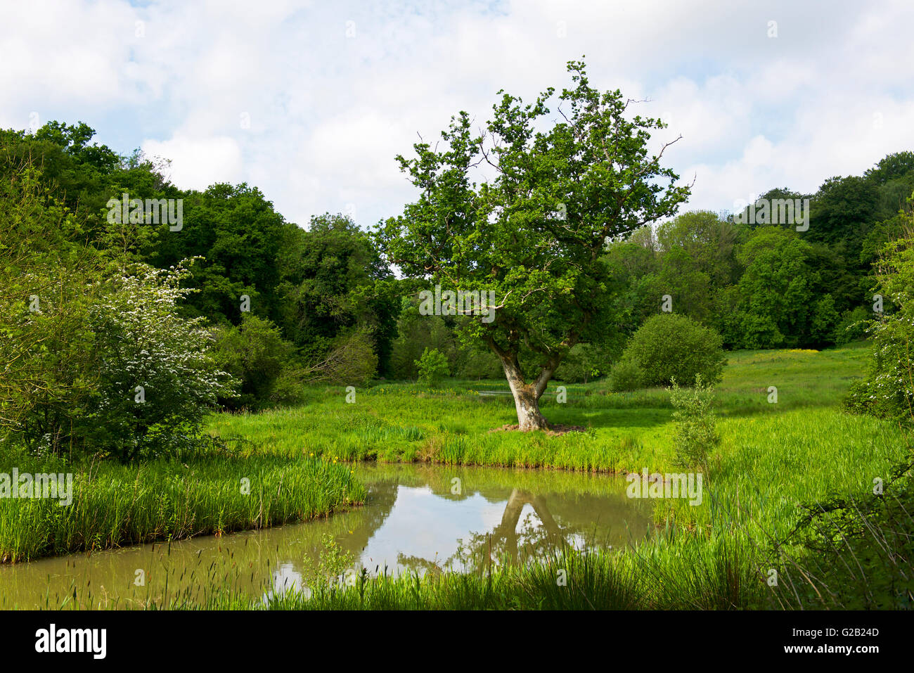 Hampshire spring hi-res stock photography and images - Alamy