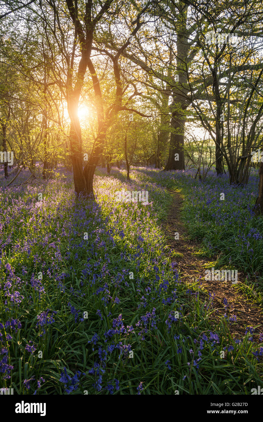 Beautiful landscape image of bluebell forest in Spring Stock Photo - Alamy