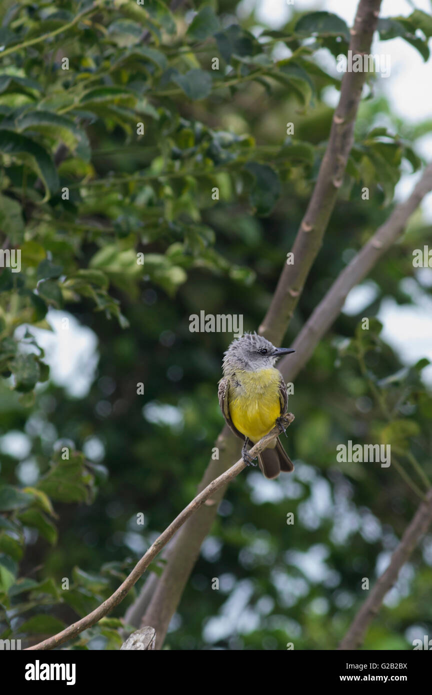 Tropical kingbird costa rica hi-res stock photography and images - Alamy