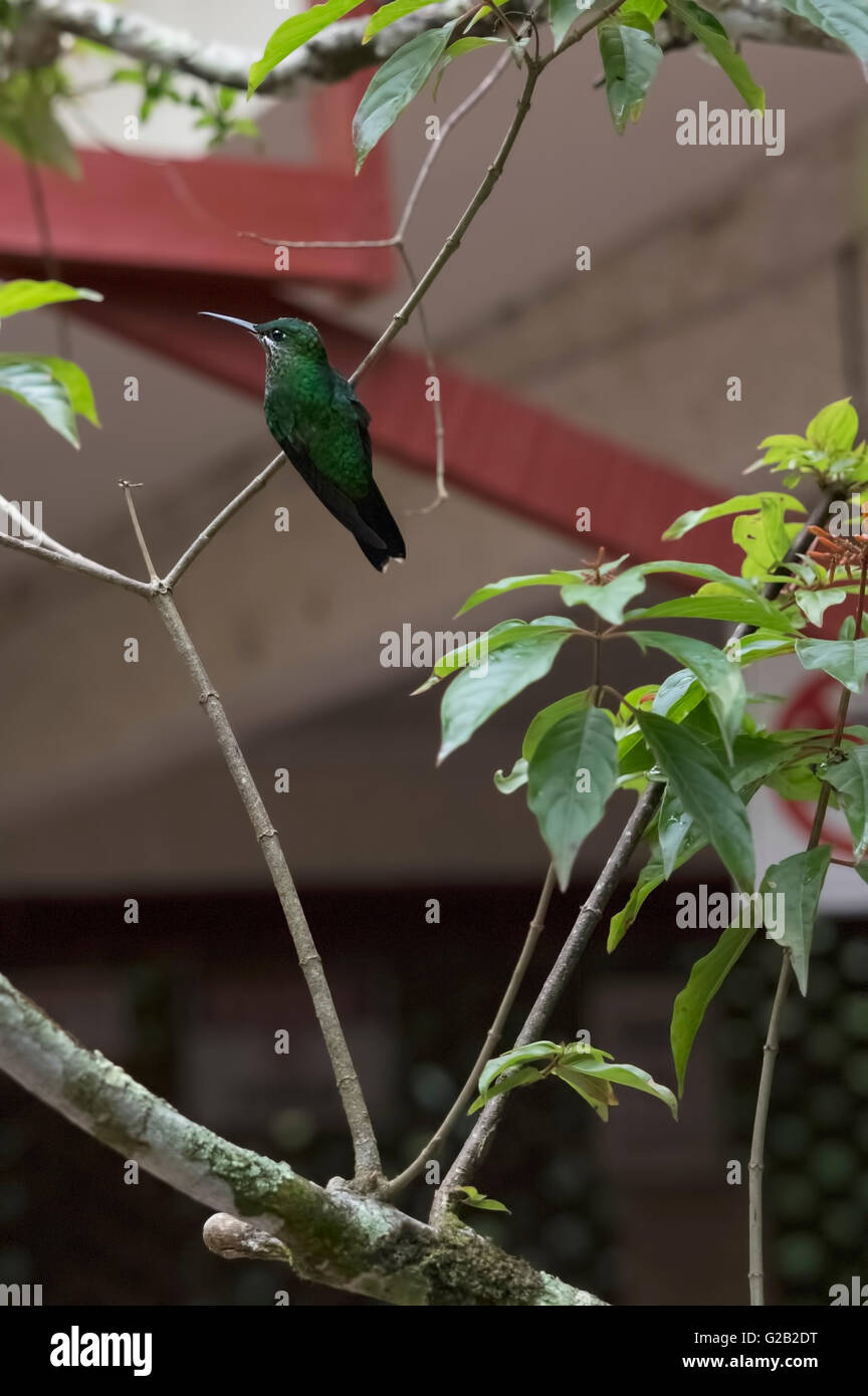 Hummingbird in Costa rica Stock Photo - Alamy