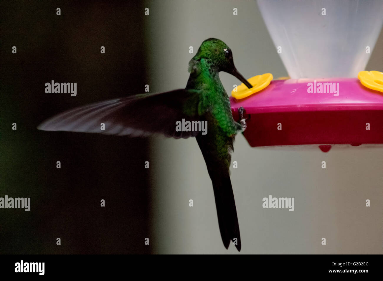 Hummingbird in Costa rica Stock Photo - Alamy