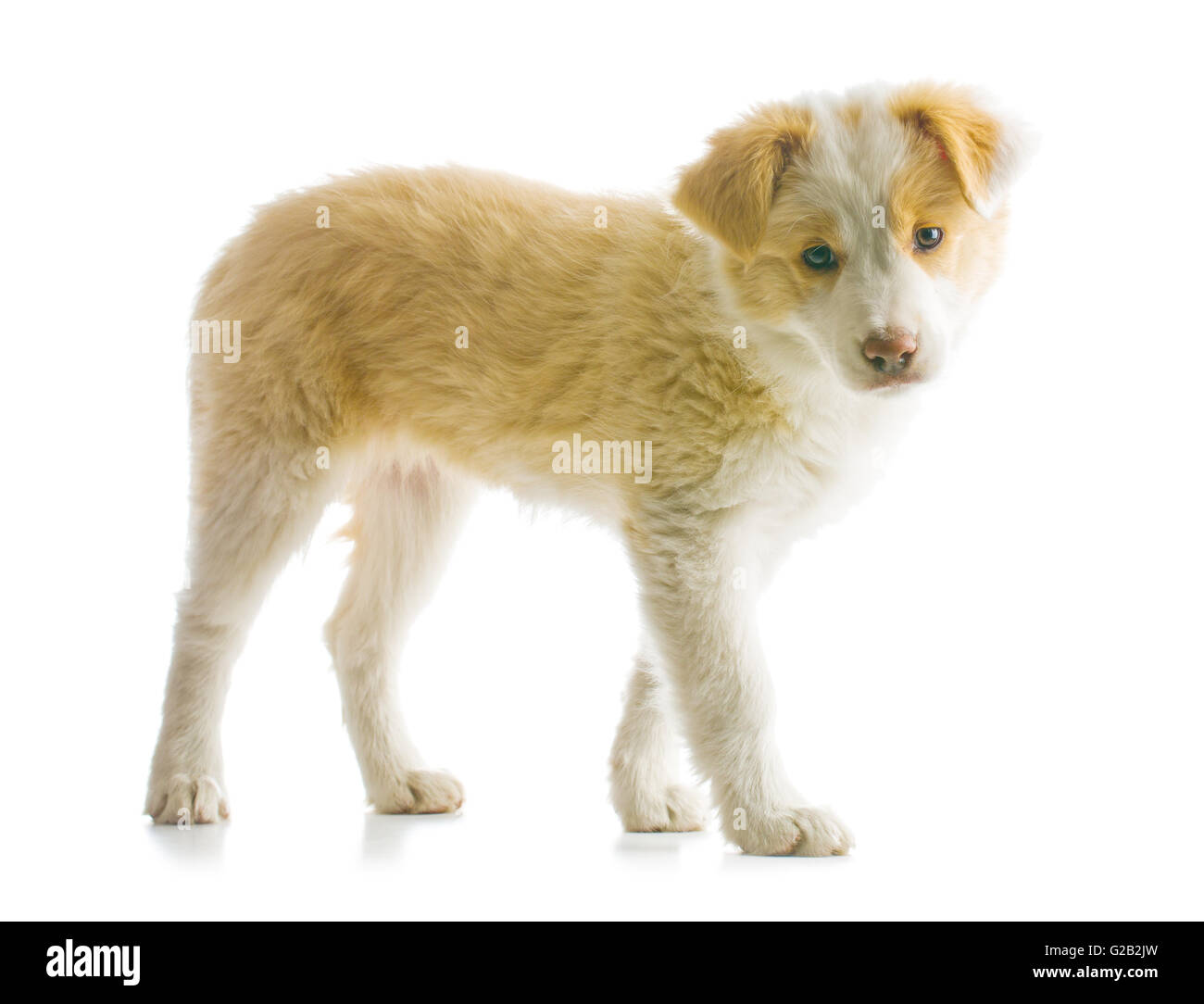 Red border collie hi-res stock photography and images - Alamy