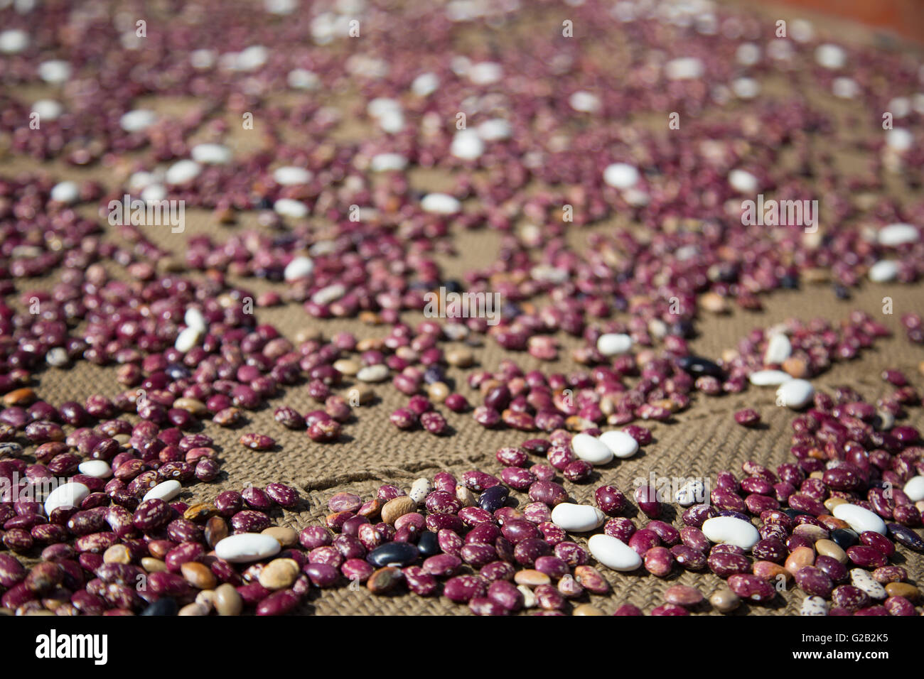 Beans drying in the sun on the Annapurna Circuit in Nepal Stock Photo ...