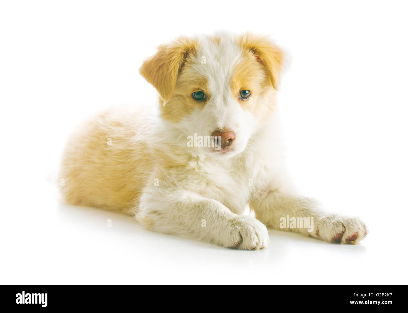 Ee red Border Collie puppy. Young dog isolated on white background ...