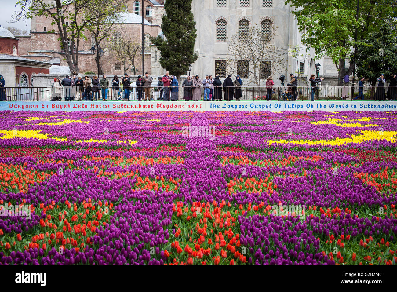Thousands of tulips flower in the Sultanahmet district of Istanbul ...