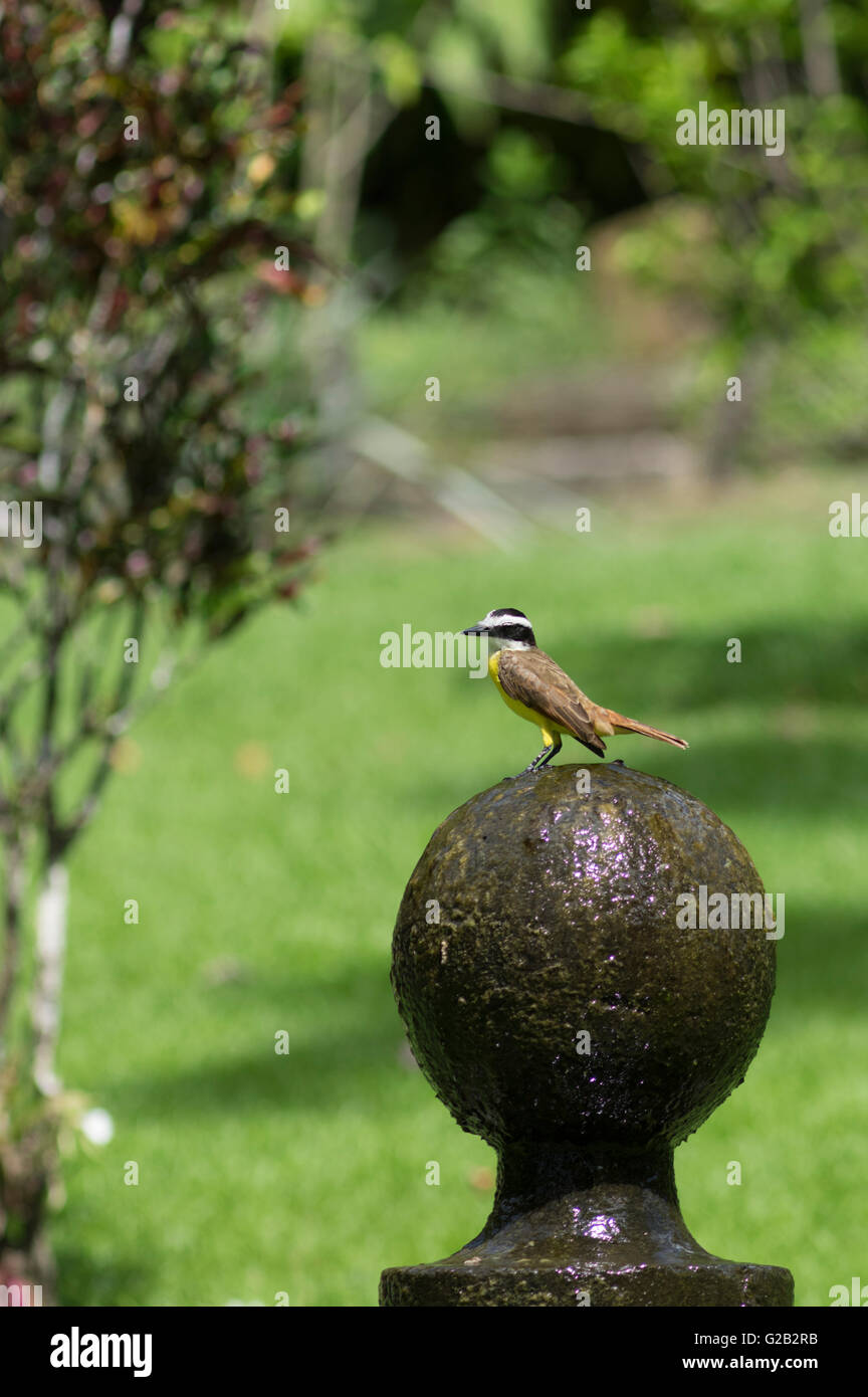 Costa Rican Boat Billed fly catcher Stock Photo - Alamy