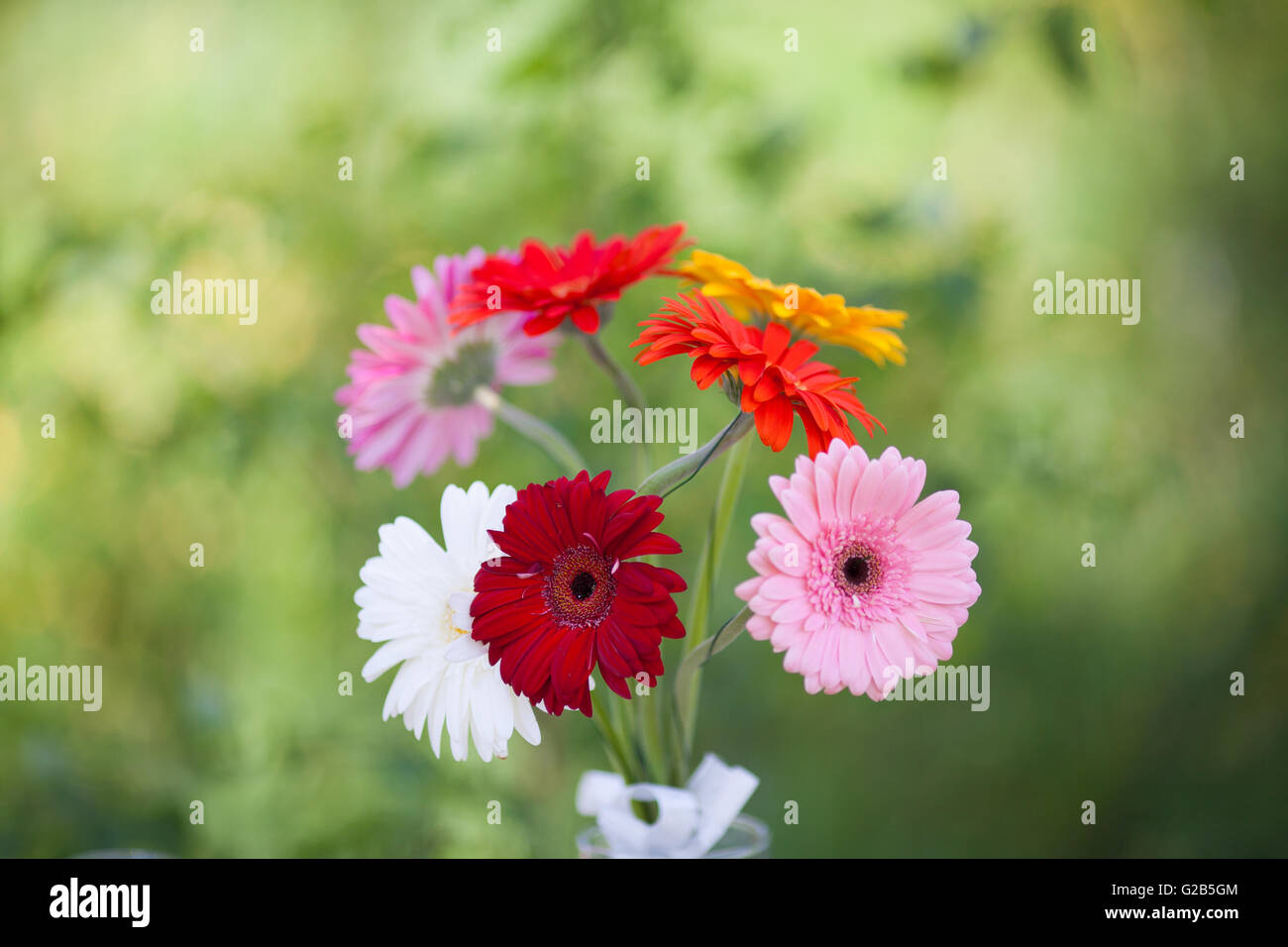 Gerbera bouquet hi-res stock photography and images - Alamy