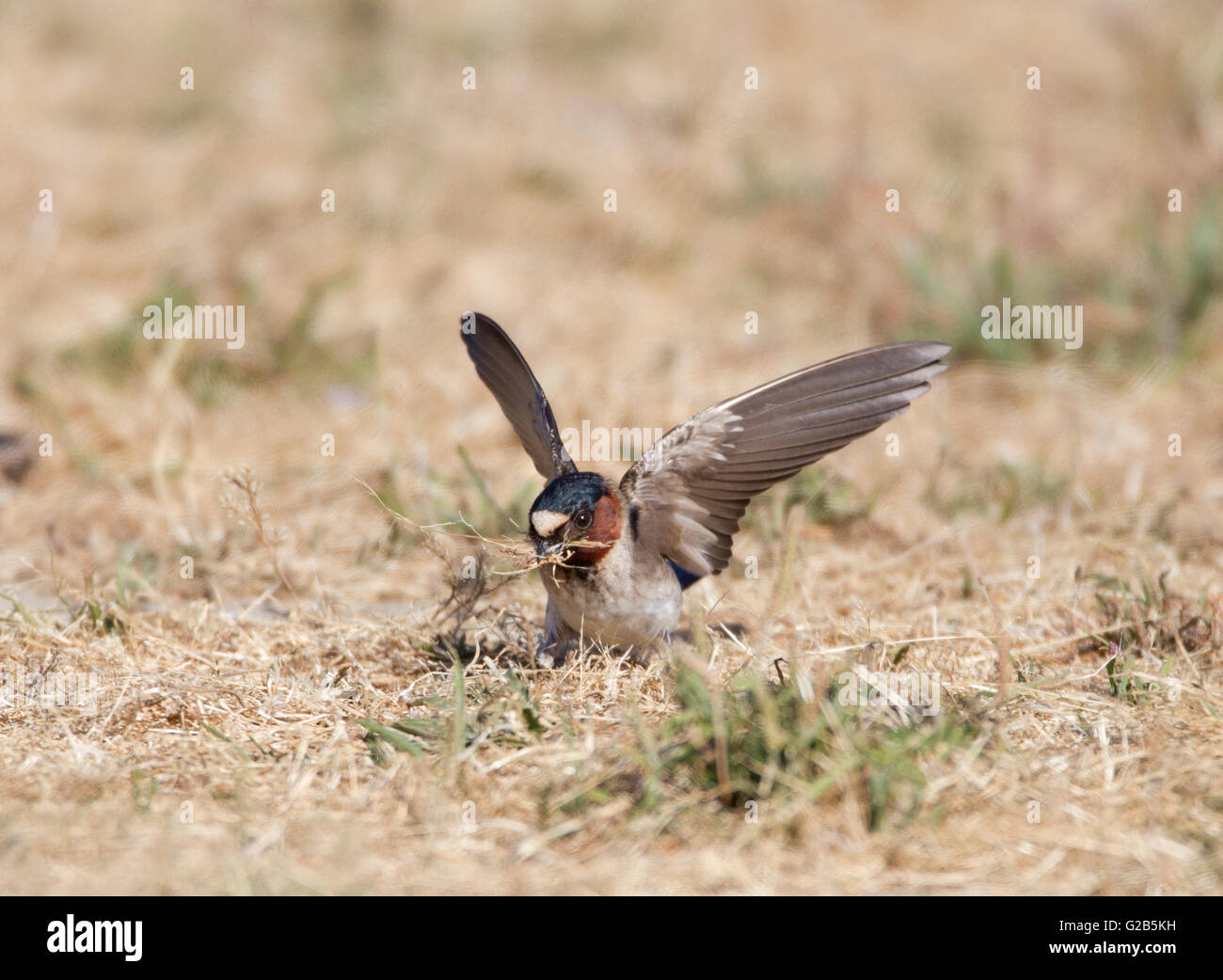 Swallow grass hi-res stock photography and images - Alamy