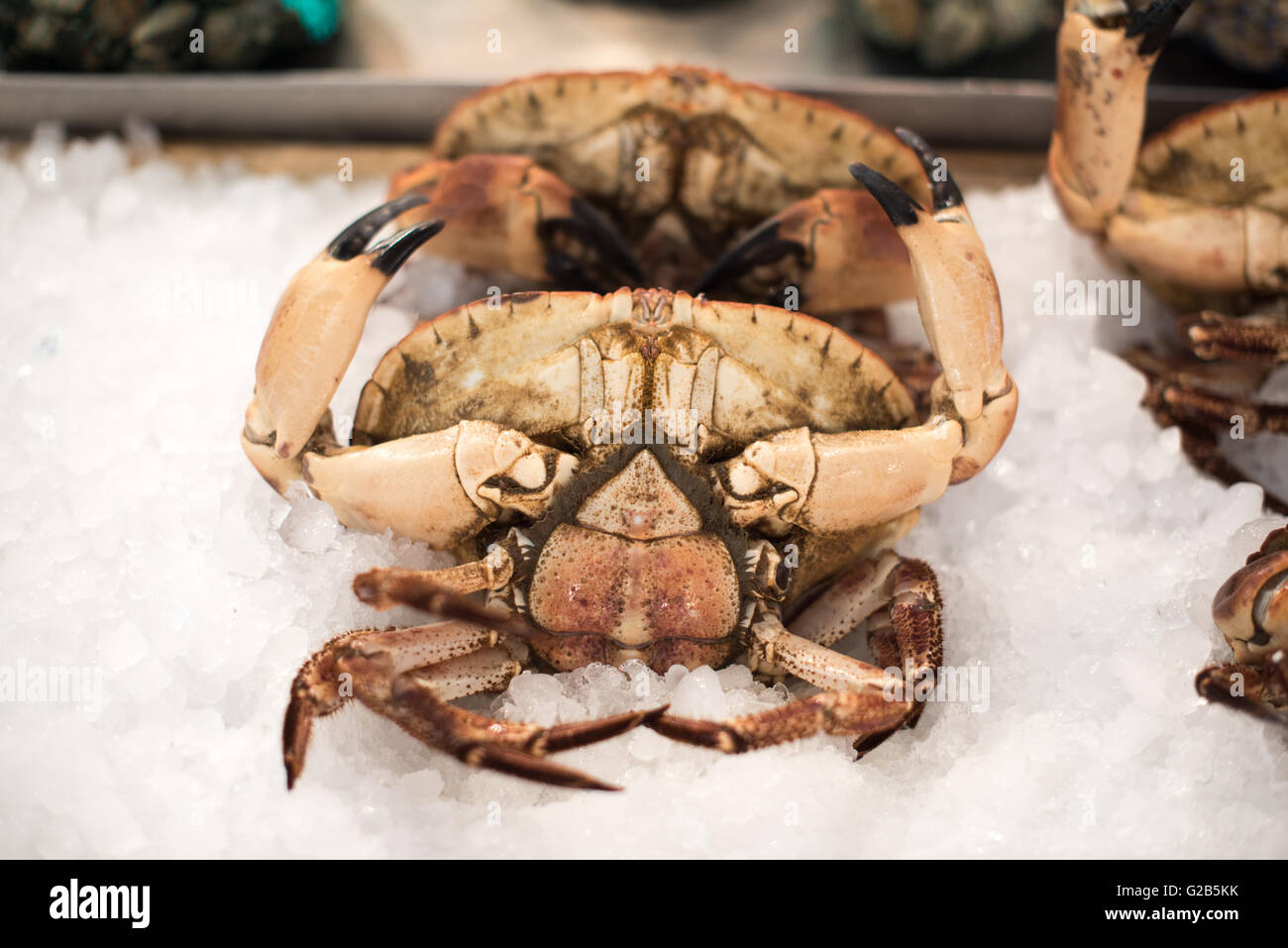 Food fresh shellfish seafood hi-res stock photography and images - Alamy