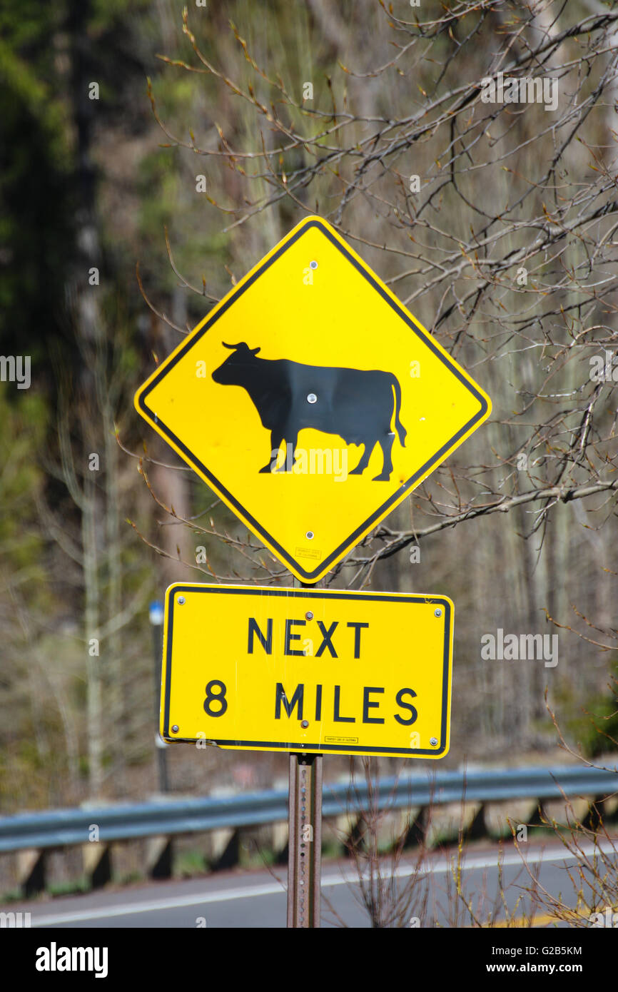 Cows crossing the street sign Stock Photo - Alamy