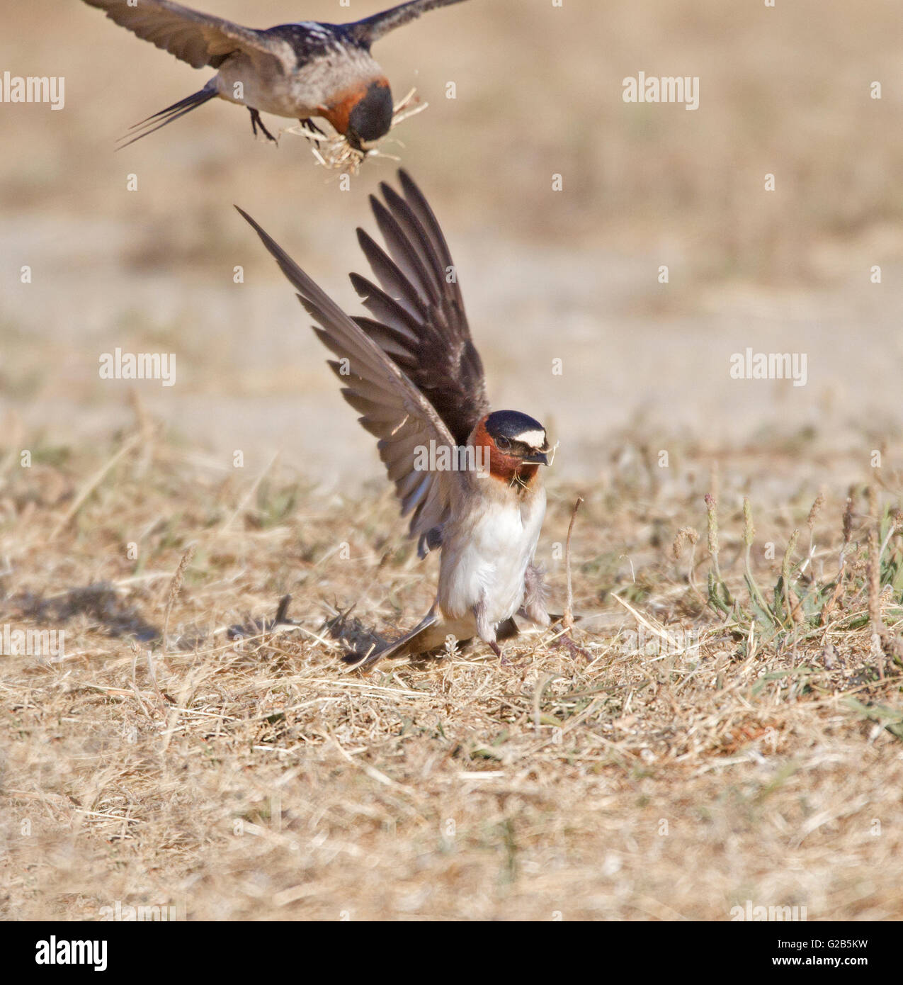 Swallow gathering hi-res stock photography and images - Alamy