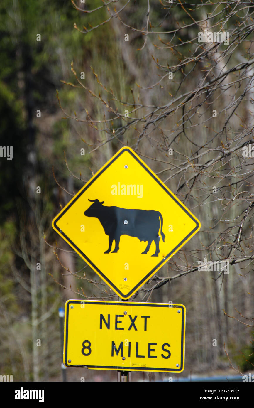 Cows crossing the street sign Stock Photo - Alamy
