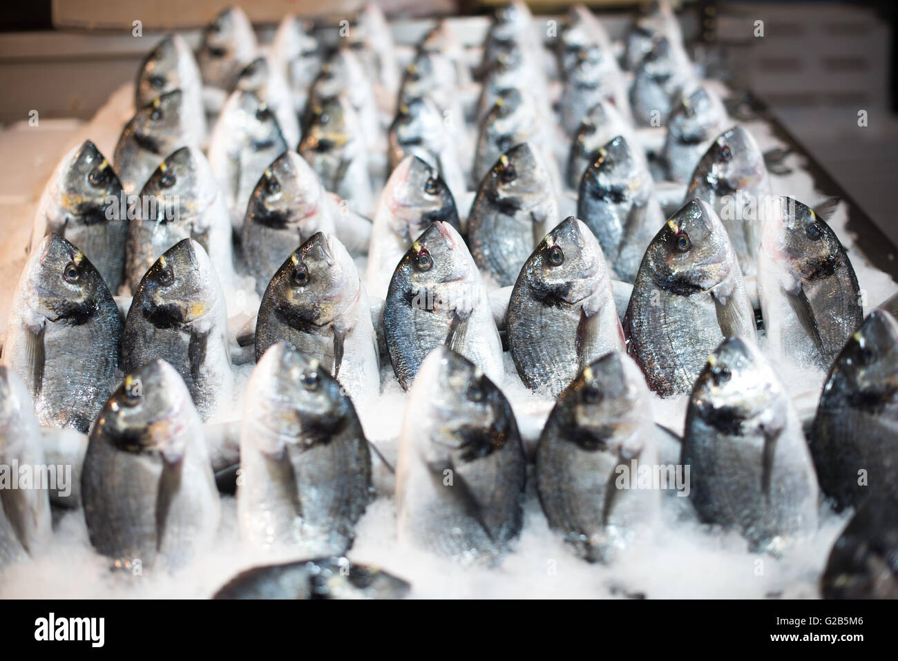 Fresh Fish For Sale Dimotiki Agora Athens Greece // ATHENS, Greece ...