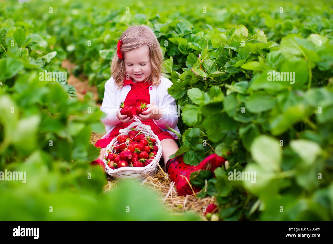 Child picking strawberries. Kids pick fresh fruit on organic strawberry ...