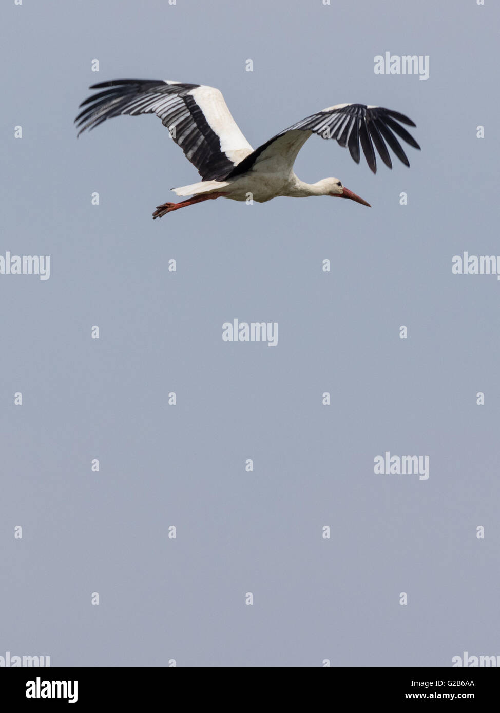 Orange with stork hi-res stock photography and images - Alamy