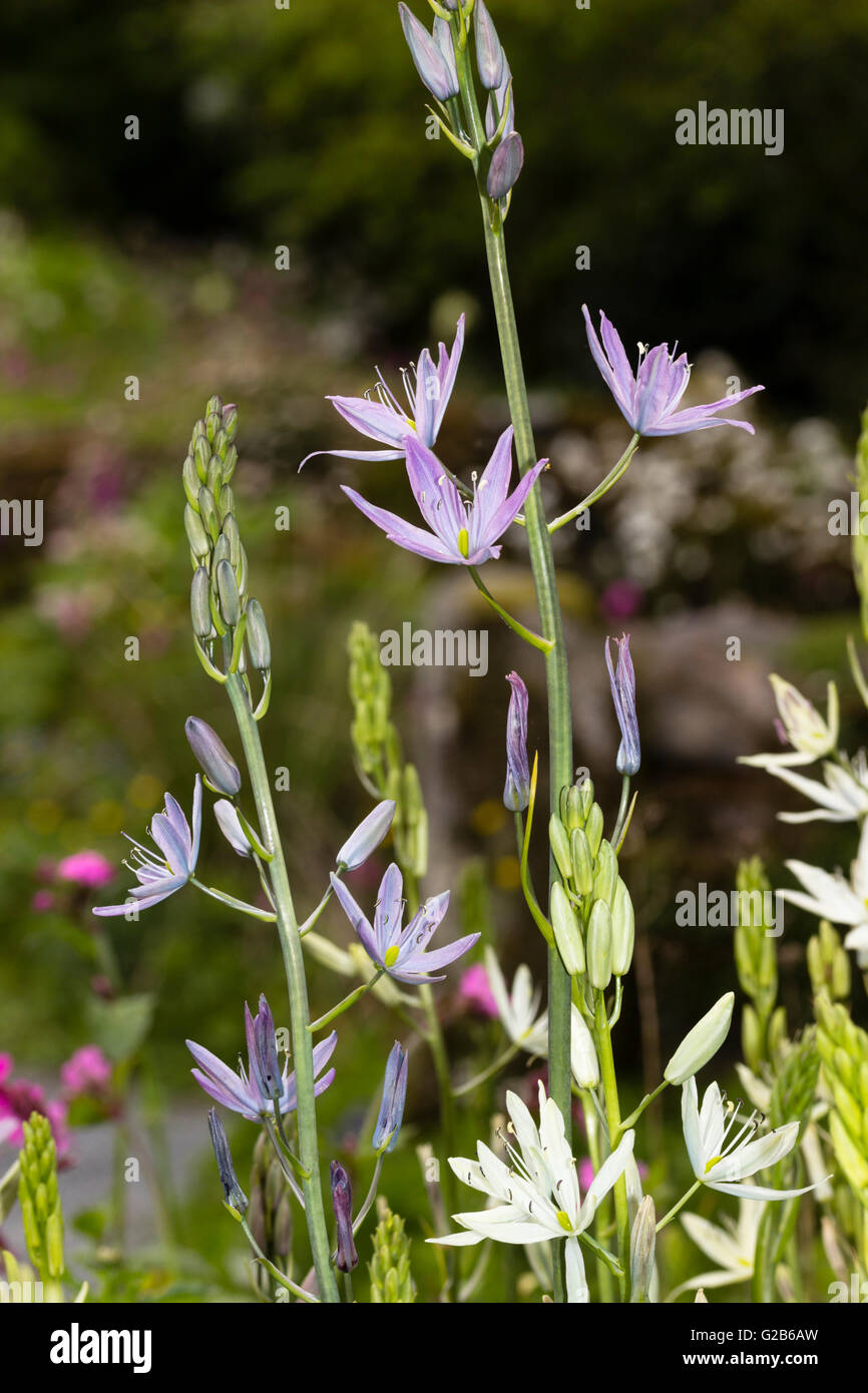 Late spring bulbs hi-res stock photography and images - Alamy