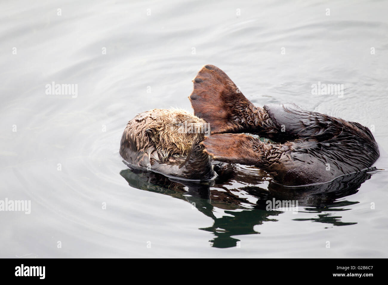 Sea Otter and Large Feet Stock Photo - Alamy