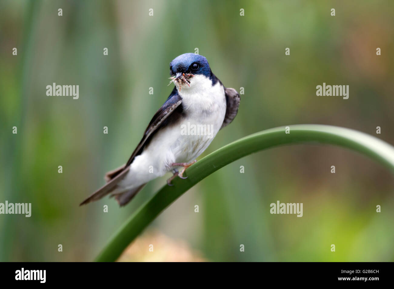 With insects in beak hi-res stock photography and images - Alamy