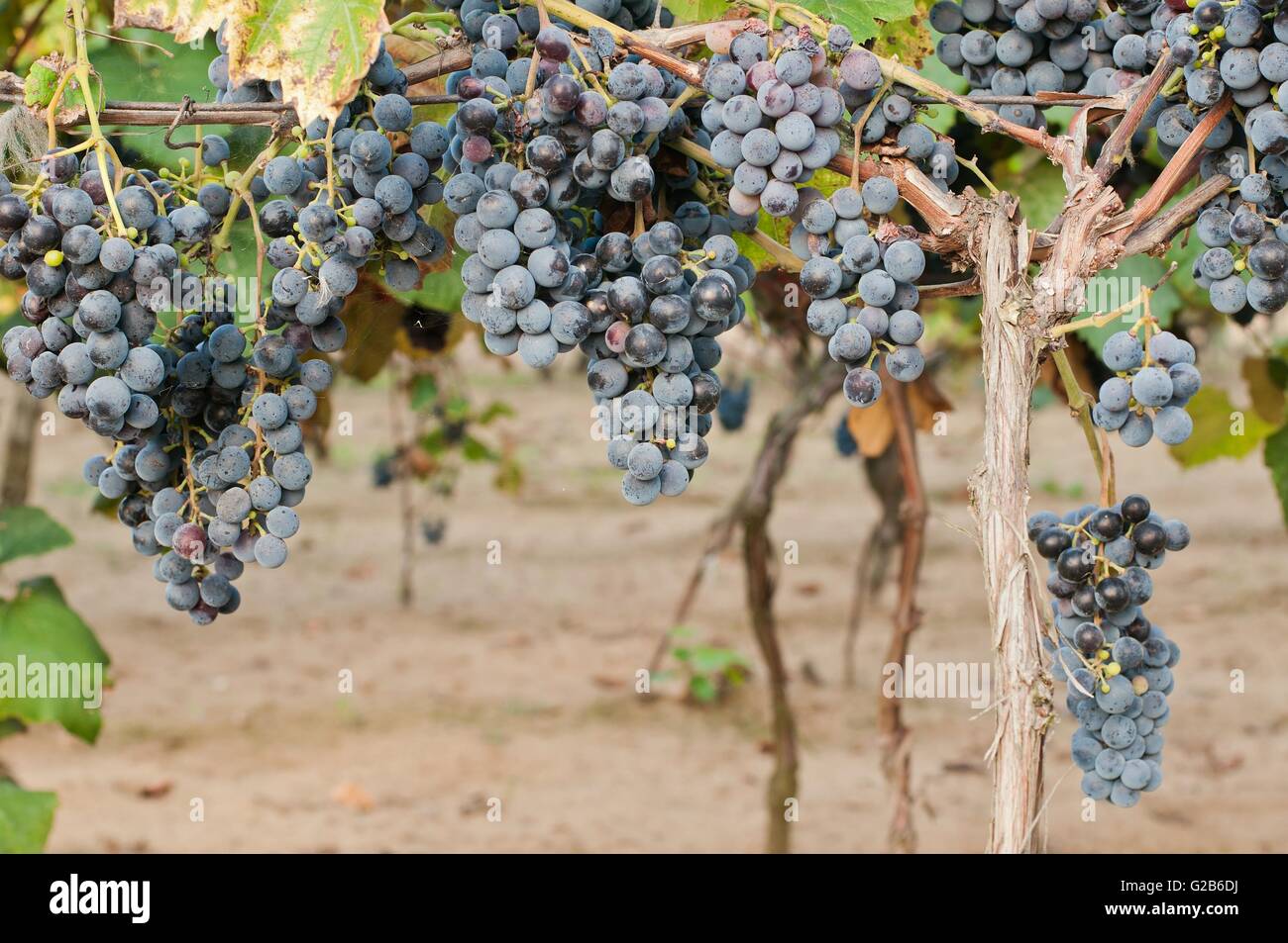 Clusters of red wine grape in vineyard ready to harvest Stock Photo - Alamy