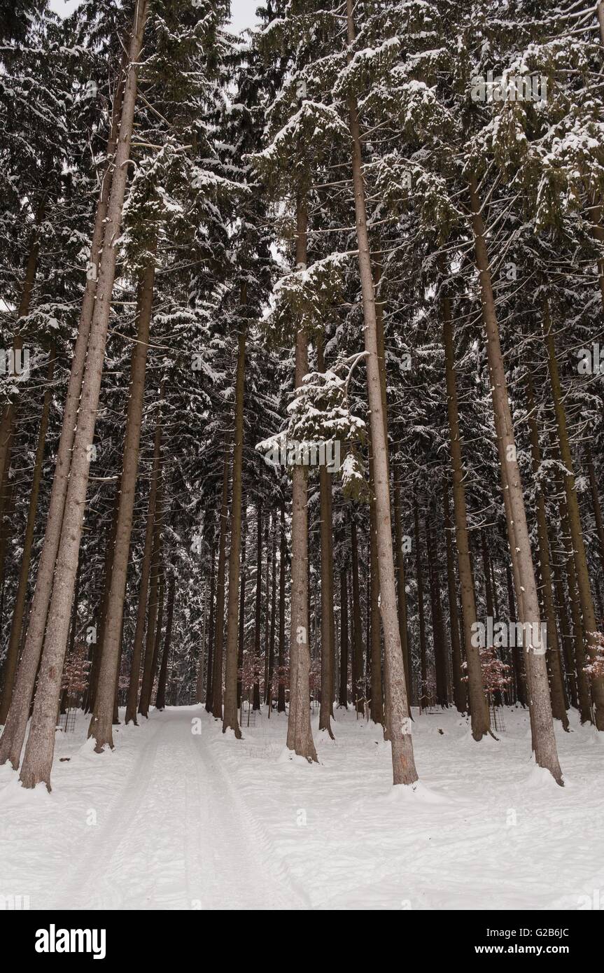 Ground forest high trees hi-res stock photography and images - Alamy
