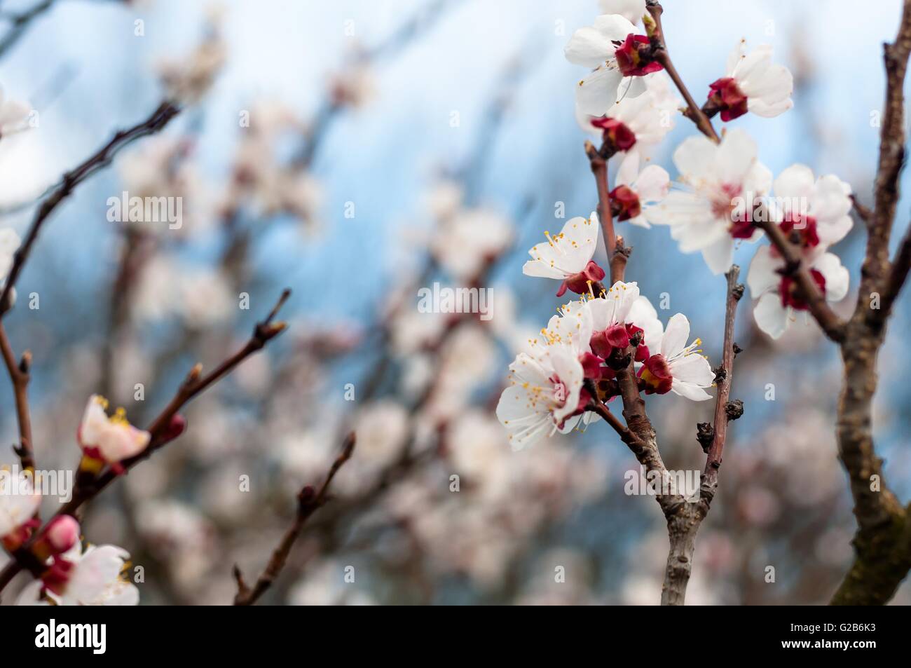 Branch of the apricot tree with white flowers in spring. Blurred ...