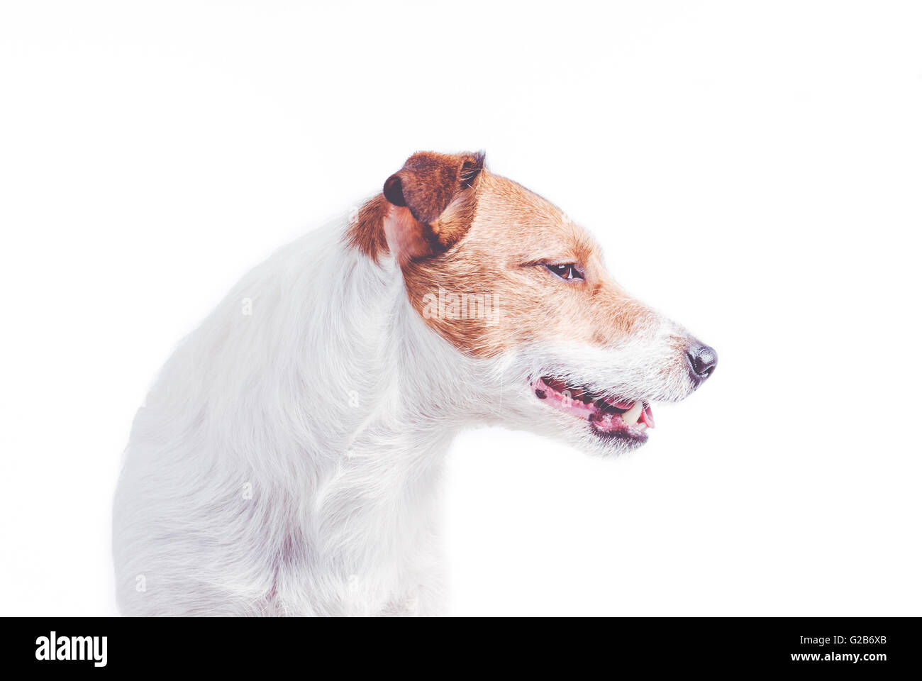Isolated on white portrait of Jack Russell Terrier dog (profile Stock ...