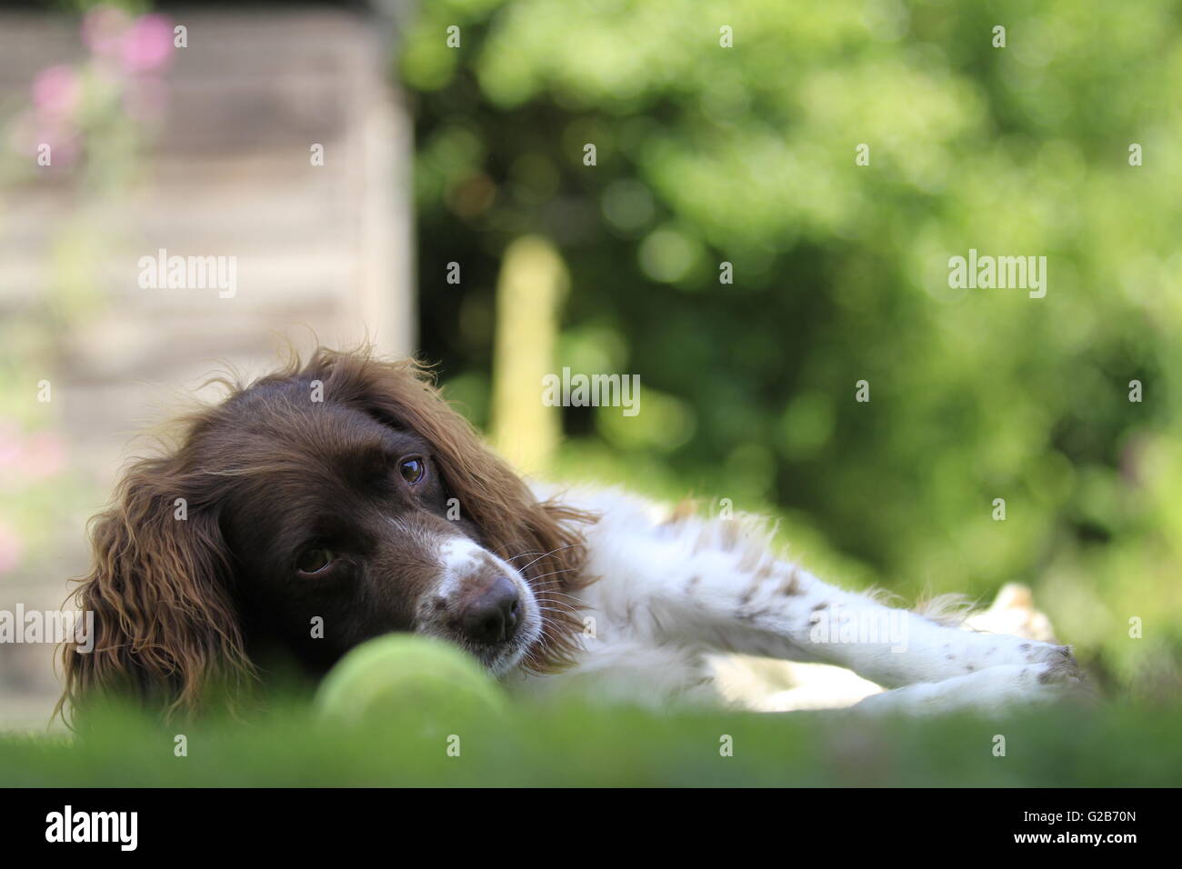 Springer spaniel with tennis ball hi-res stock photography and images ...