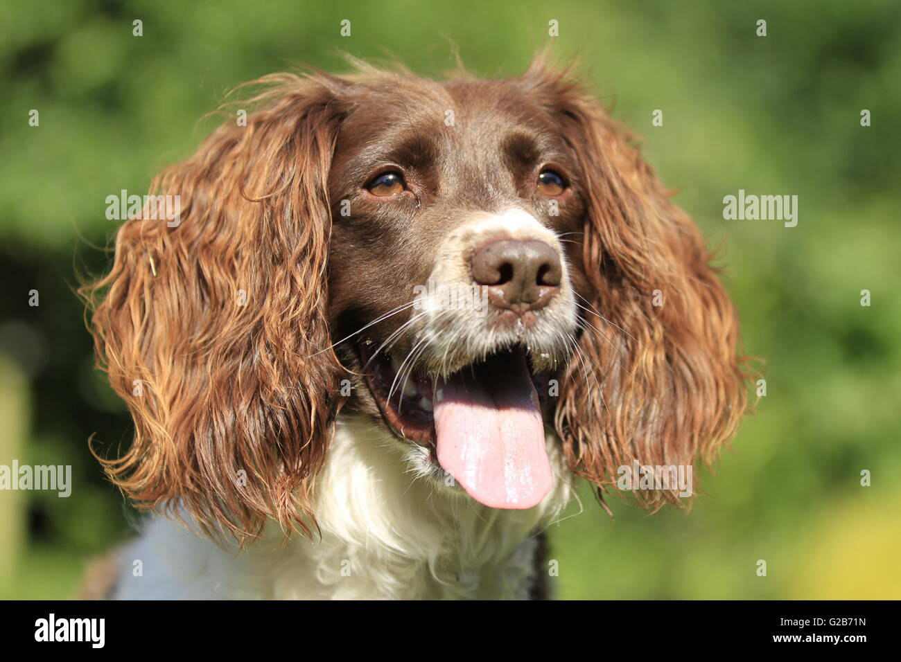 Springer spaniel head shot Stock Photo - Alamy