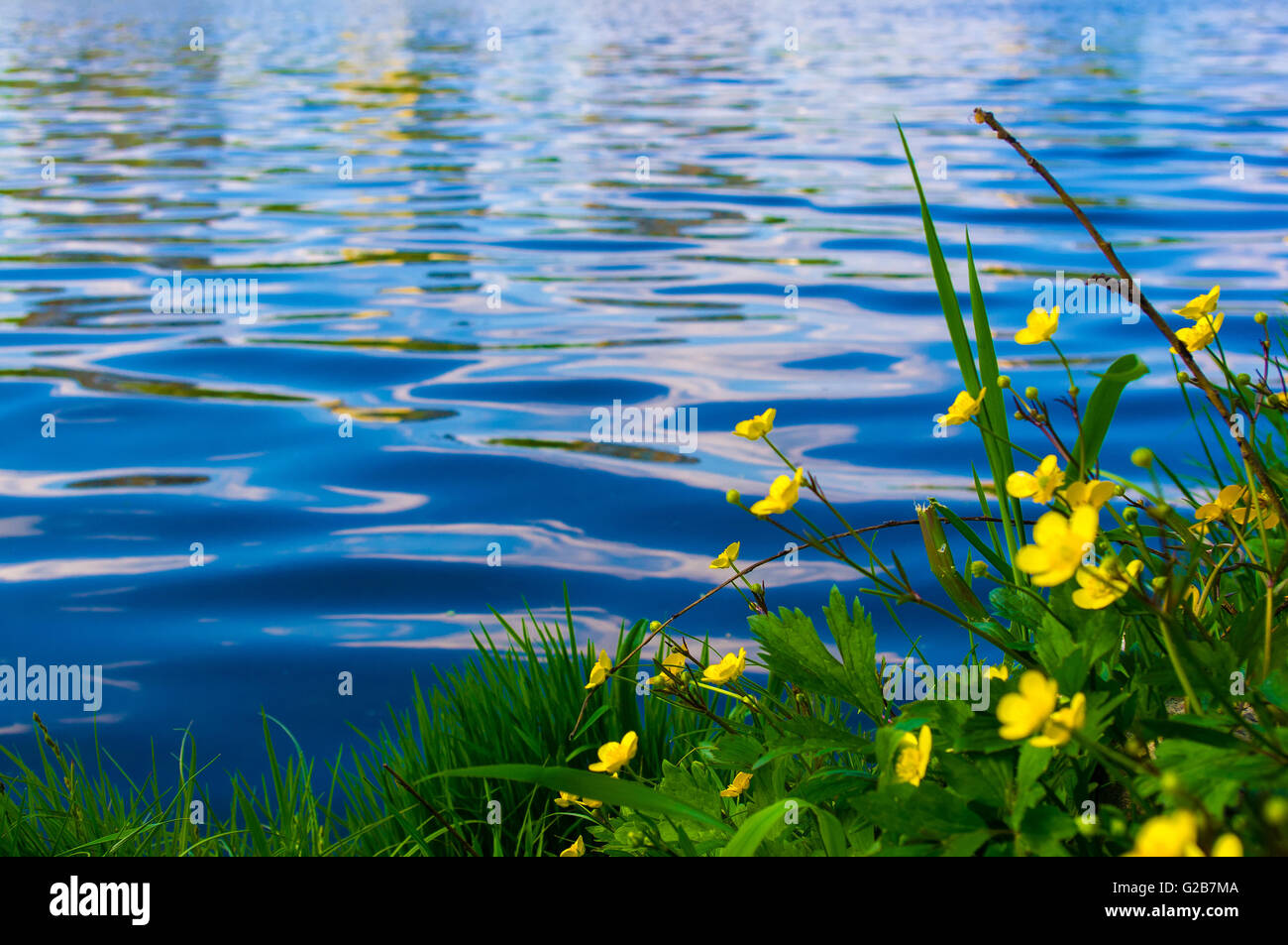 spring primrose - Caltha (Marsh Marigold, palustris Stock Photo - Alamy