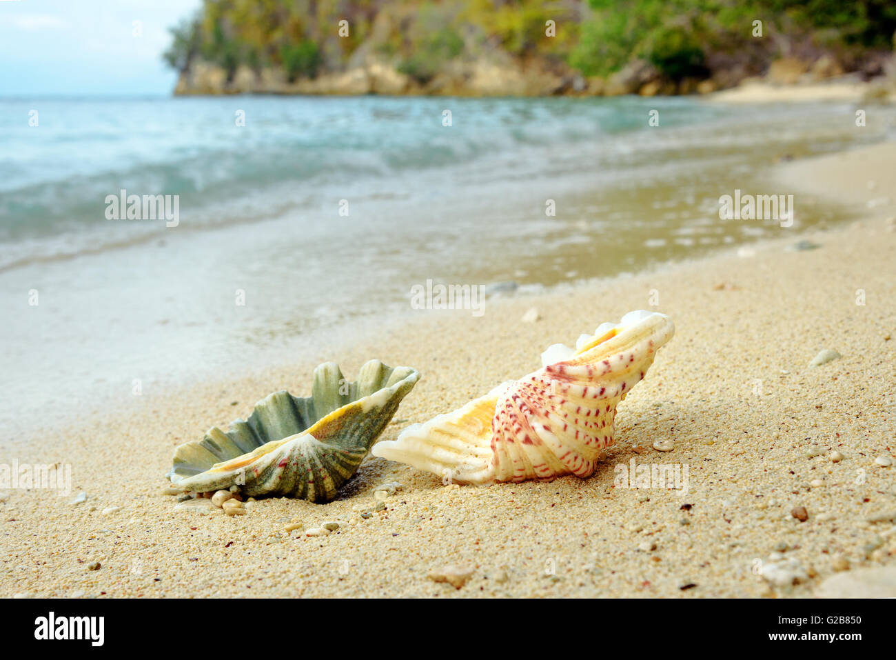 Seashells on sand at beach. Togean Islands or Togian Islands in the ...