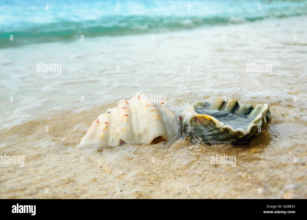 Seashells on sand at beach. Togean Islands or Togian Islands in the ...
