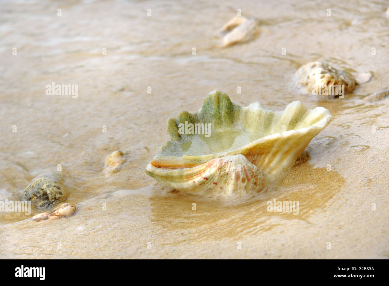 Shell sand beach indonesia hi-res stock photography and images - Alamy