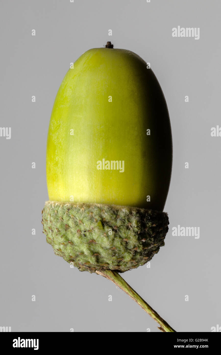 One green acorn in its cup close up Stock Photo - Alamy