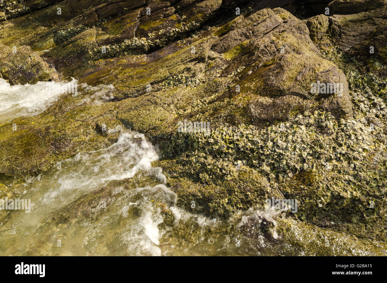 Embedded fossil of a seashell in a rock Stock Photo - Alamy