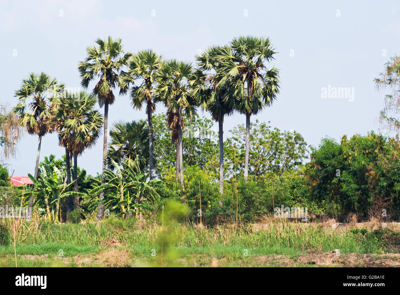 Big Plam tree in nature place Stock Photo - Alamy