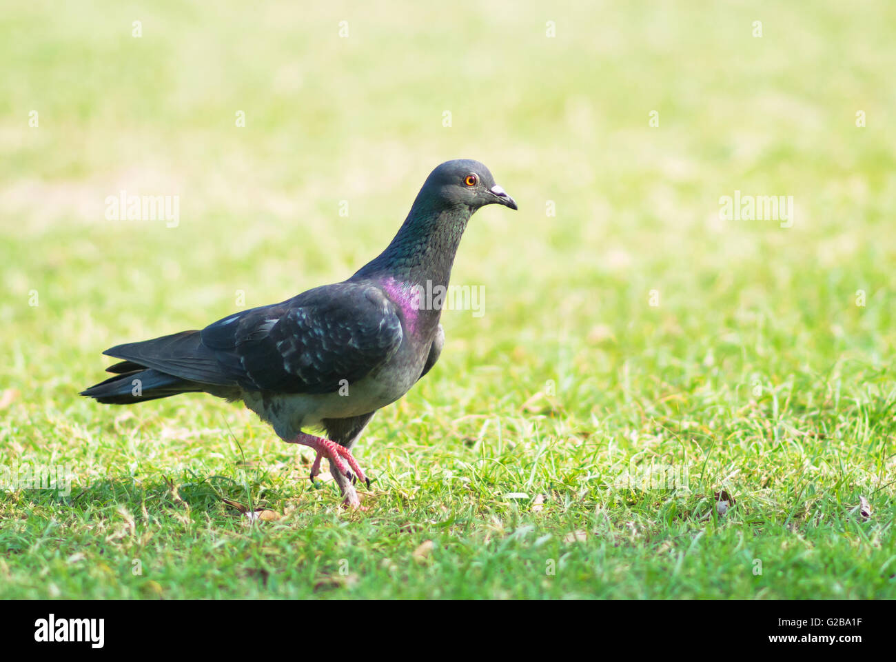 Unity of freedom symbol by pigeon Stock Photo - Alamy