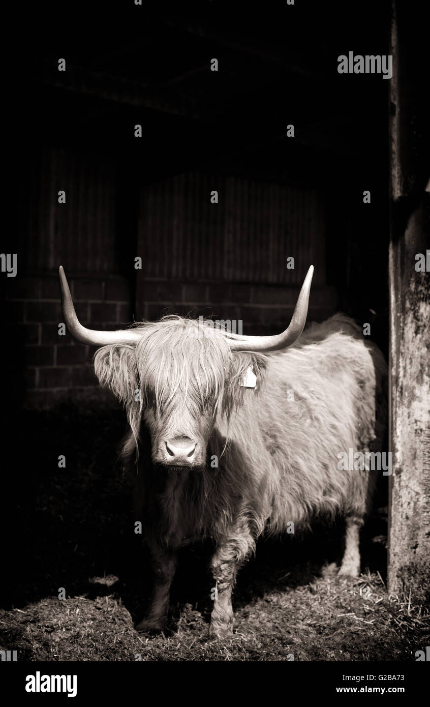 Highland cow in a barn hi-res stock photography and images - Alamy