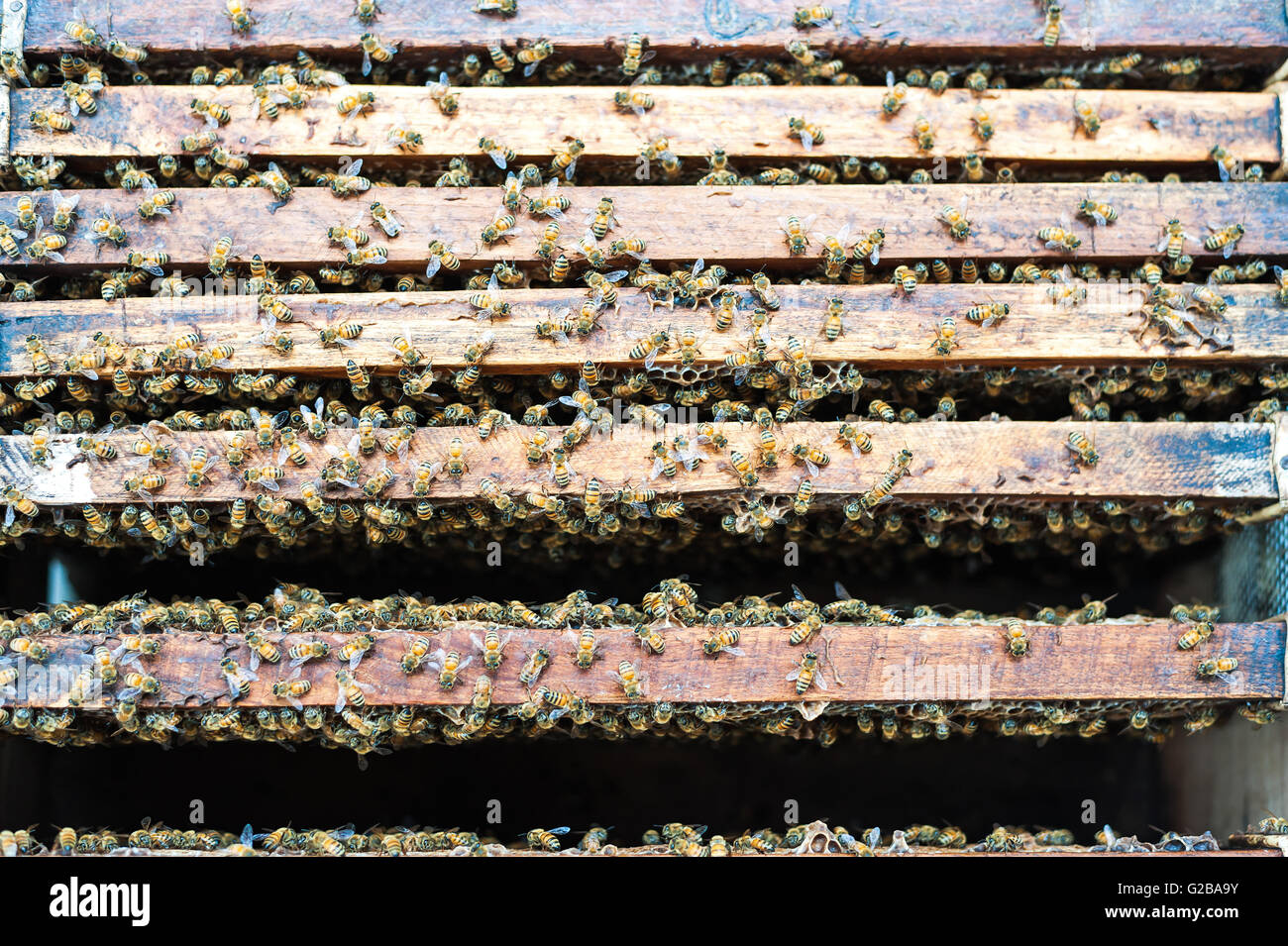 Honeycomb human made on wood hi-res stock photography and images - Alamy