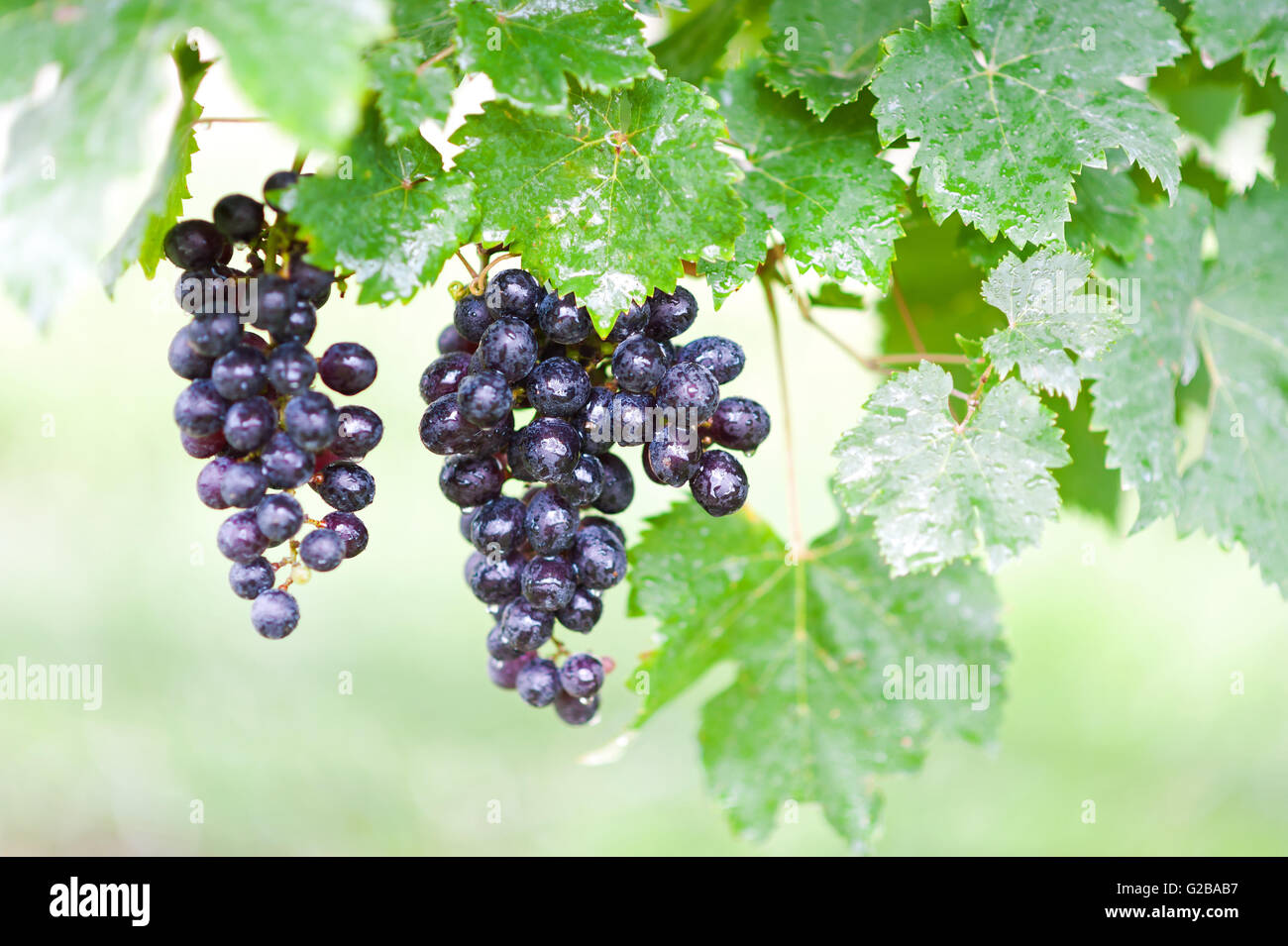 An grape fruit of nature in soft light Stock Photo - Alamy