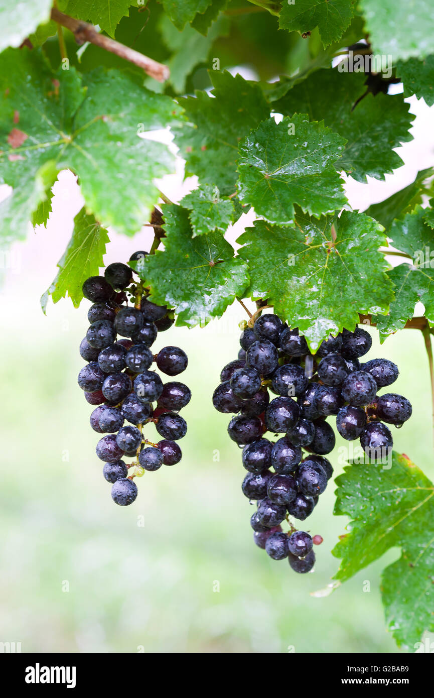 An grape fruit of nature in soft light Stock Photo - Alamy