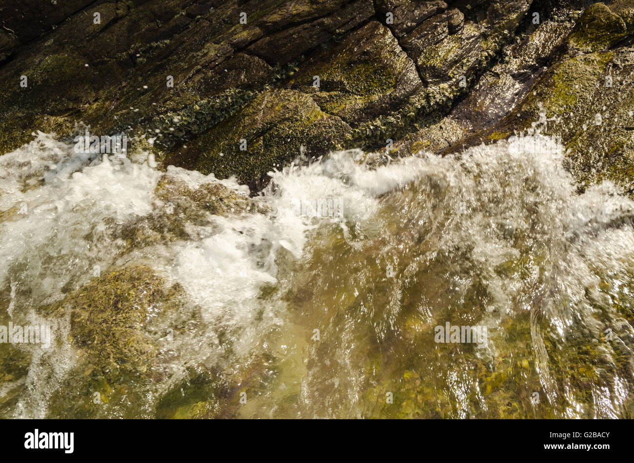 Embedded fossil hi-res stock photography and images - Alamy