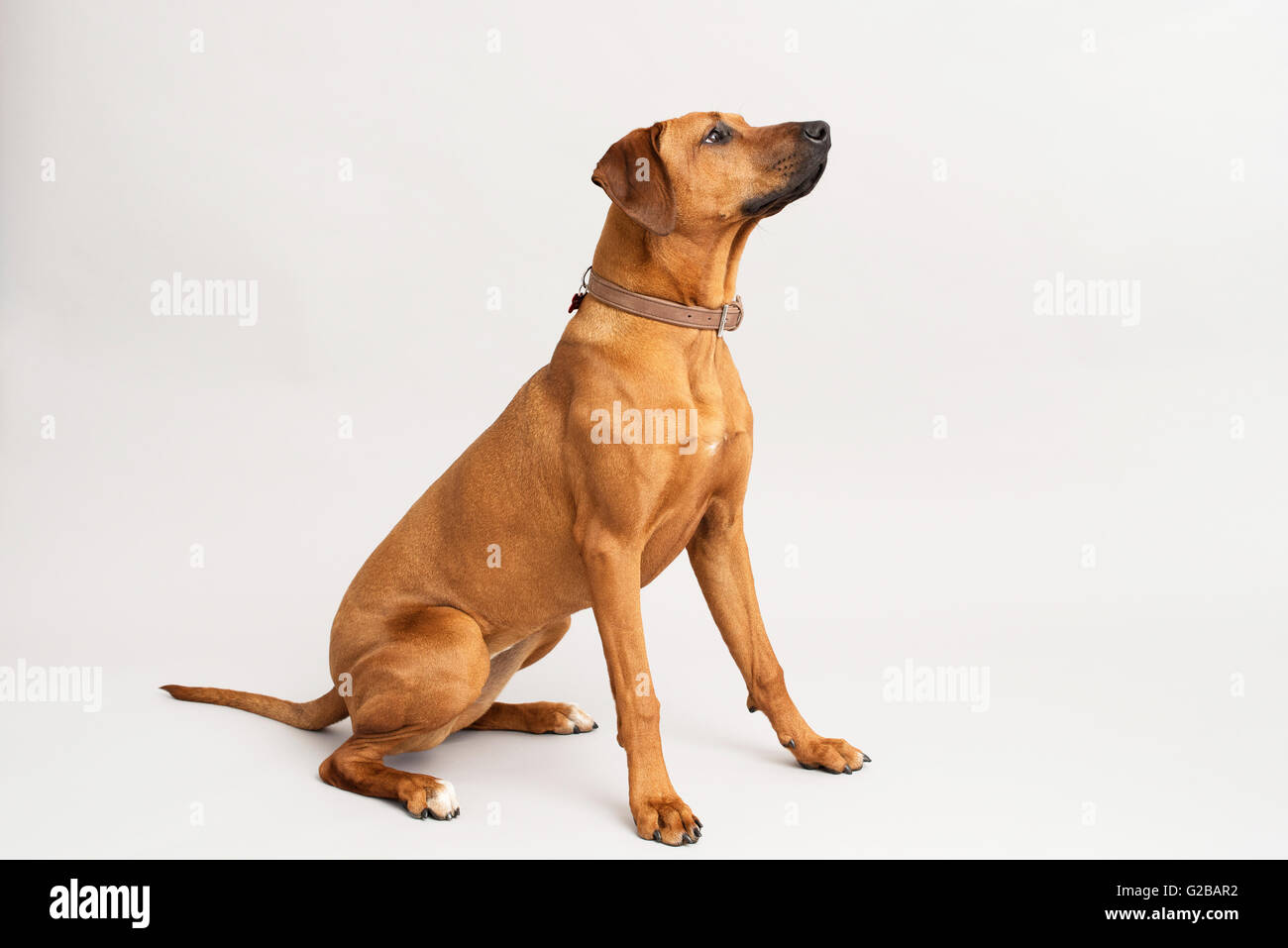 dog looking sitting down during training Stock Photo - Alamy