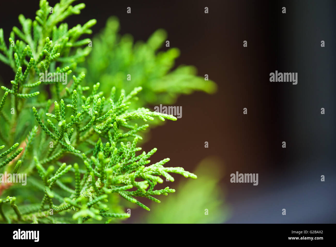 Closeup of fir tree Stock Photo - Alamy