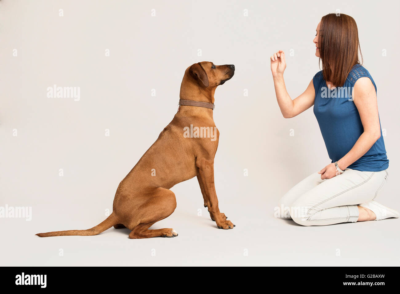 Command to sit hi-res stock photography and images - Alamy